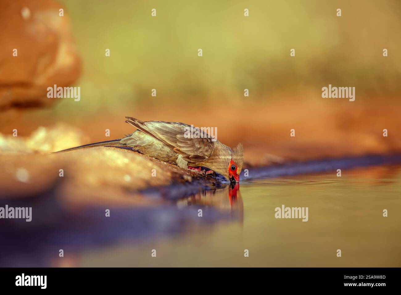 Red faced Mousebird drinking in waterhole in morning light in Greater ...