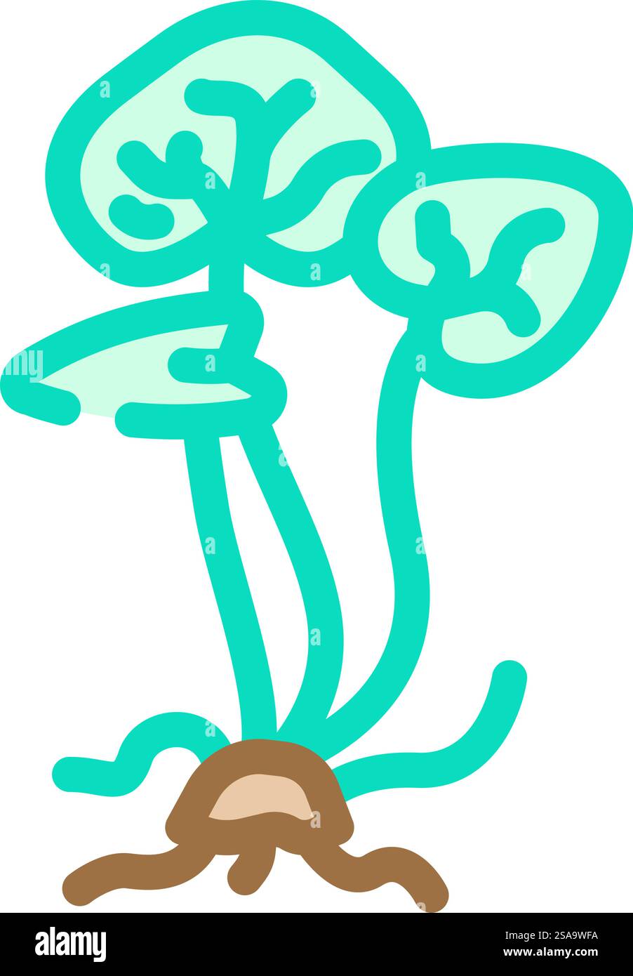 gotu kola ayurvedic herb color icon vector. gotu kola ayurvedic herb ...