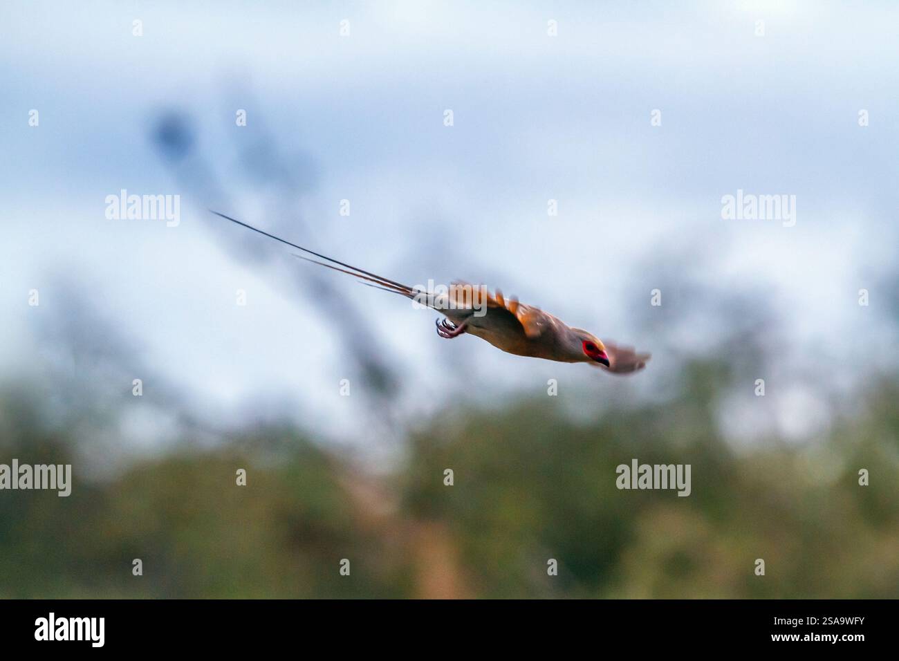 Red faced Mousebird in flight isolated in natural background in Greater ...