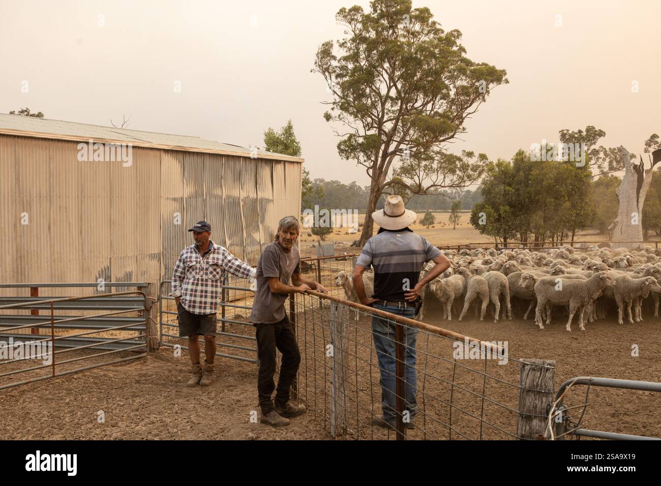 Australia. 29th Jan, 2025. Grazier Brett Monaghan (centre) loads his ...