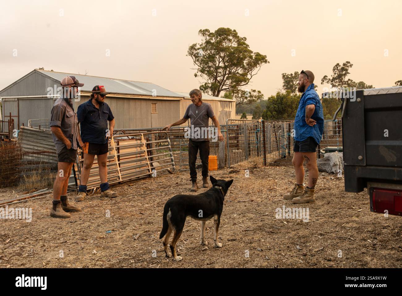 Australia. 29th Jan, 2025. Grazier Brett Monaghan (centre) loads his ...