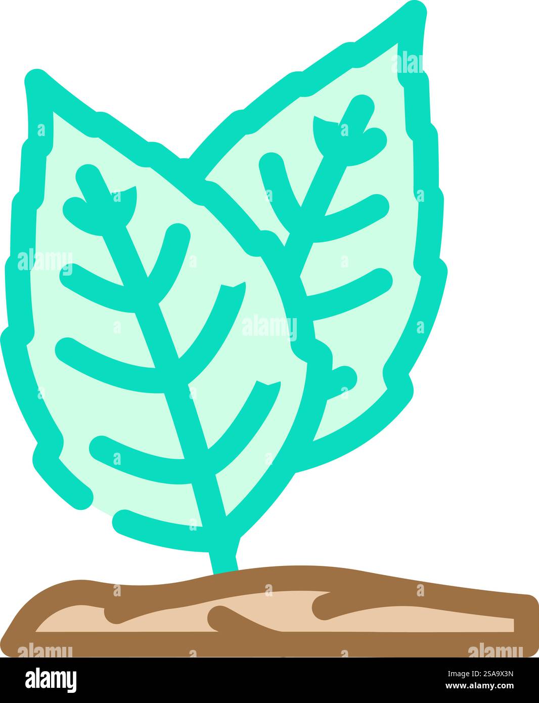 holy basil ayurvedic herb color icon vector. holy basil ayurvedic herb ...