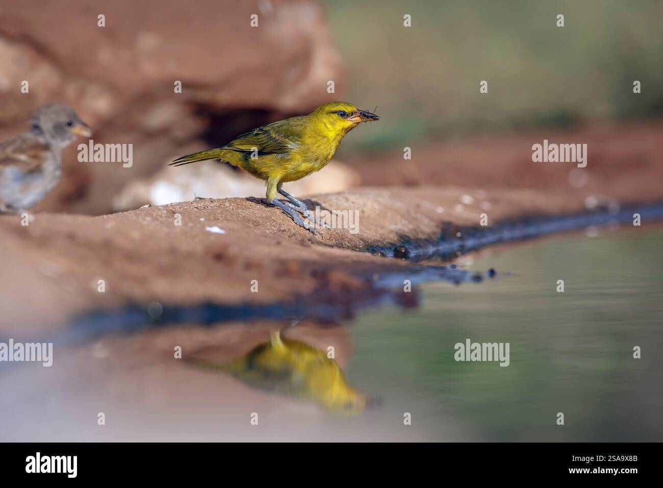Spectacled Weaver eating insect along waterhole in Greater Kruger ...