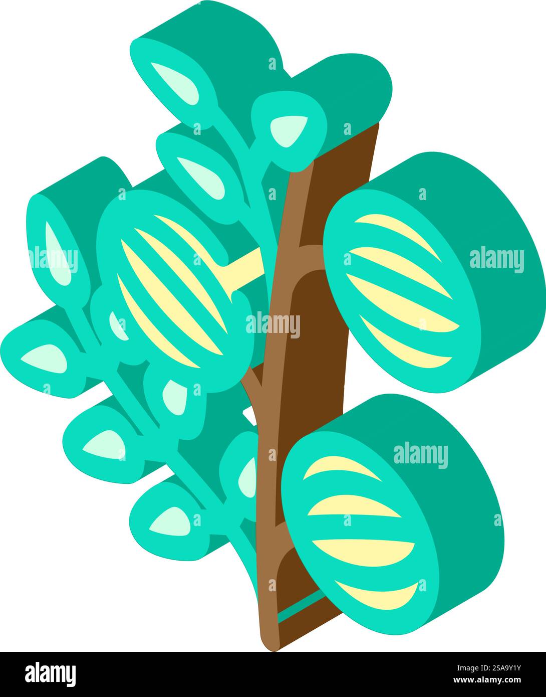 amla ayurvedic herb isometric icon vector. amla ayurvedic herb sign ...