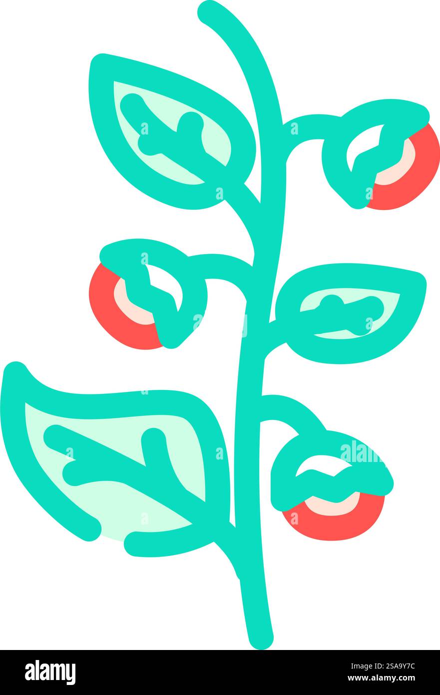 ashwagandha ayurvedic herb color icon vector. ashwagandha ayurvedic ...