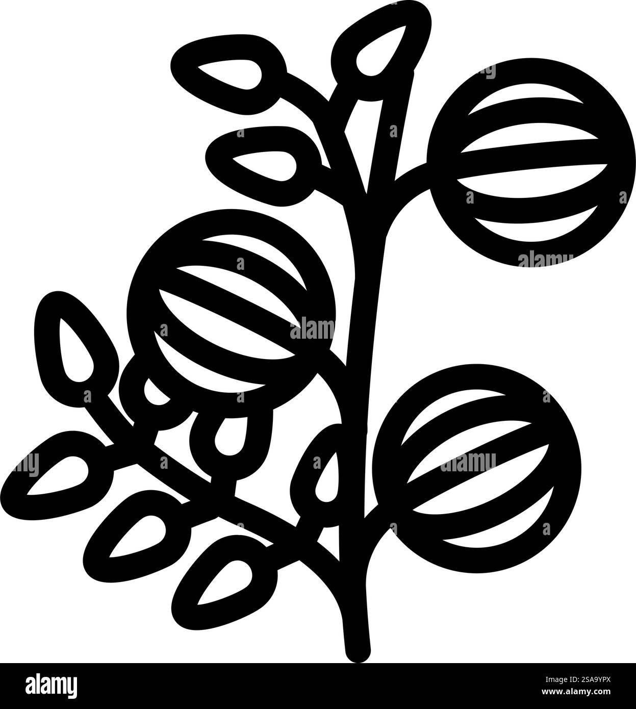 amla ayurvedic herb line icon vector. amla ayurvedic herb sign ...