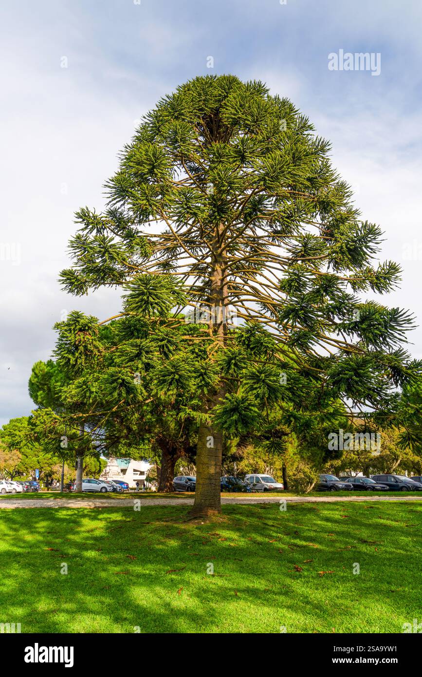 Araucaria bidwillii tree around Vasco da Gama Garden is a public space ...
