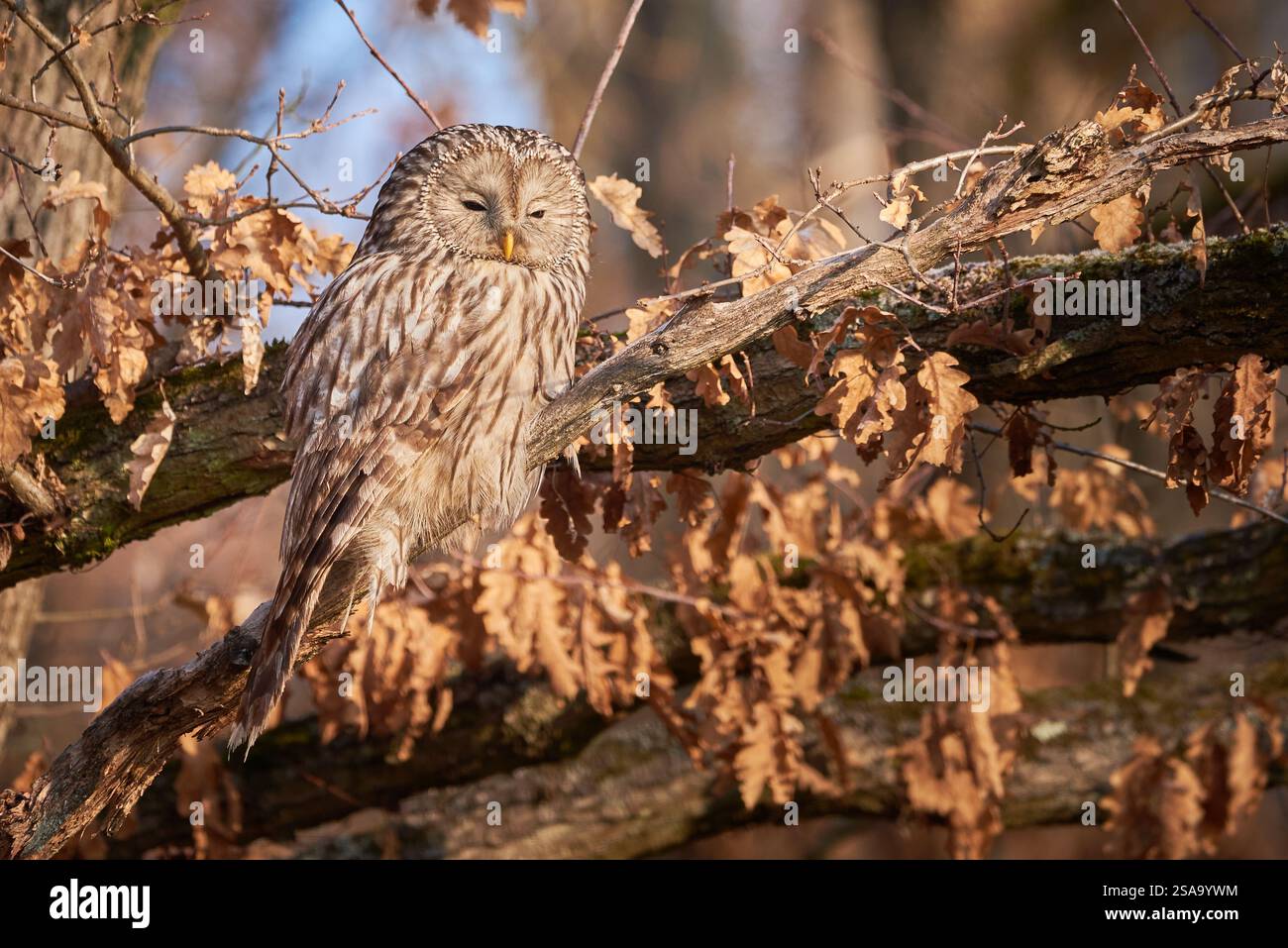 Ural owl sitting on a branch in natural habitat (Strix uralensis ...