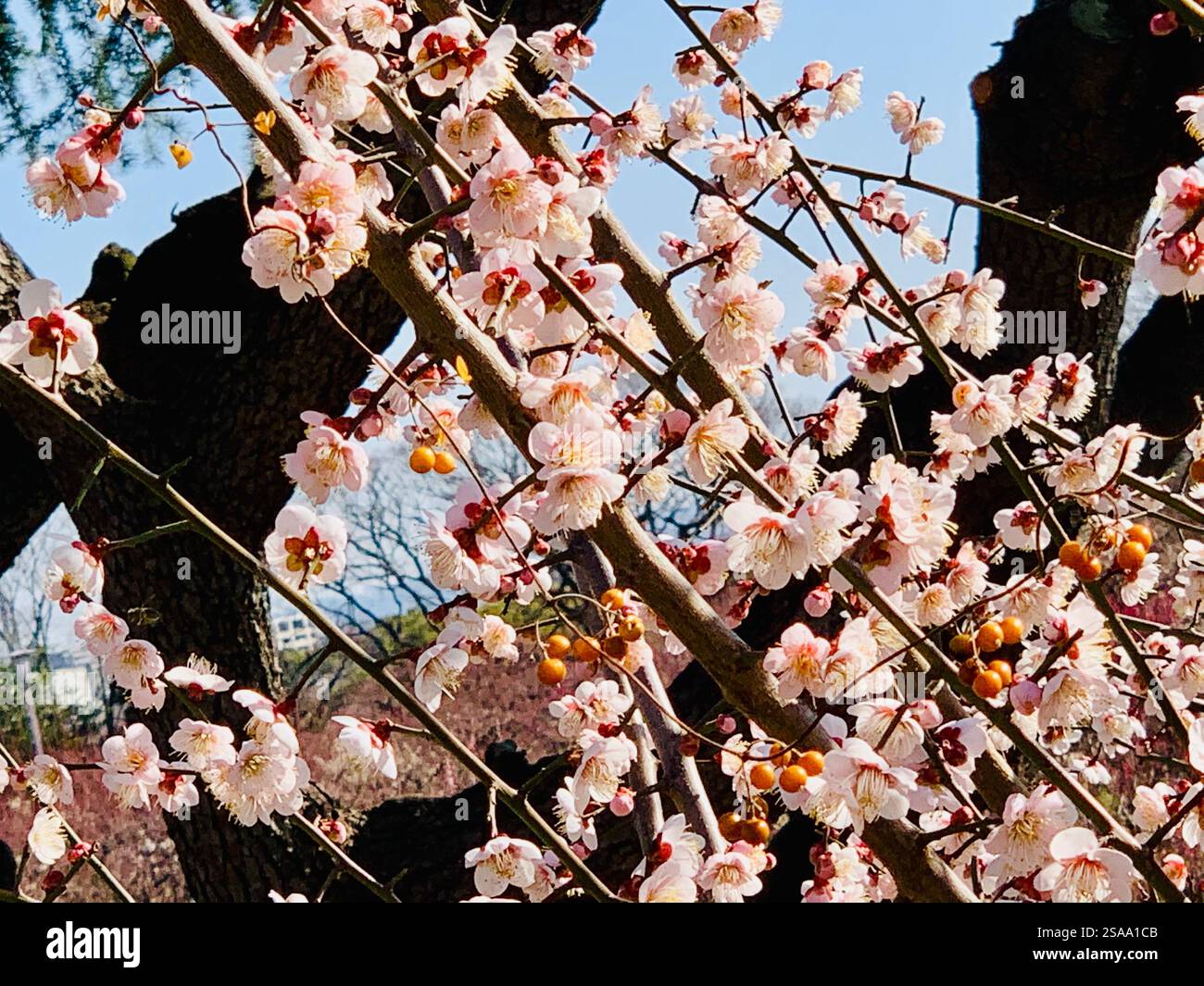 Plum tree blossoms (Ume tree) at Osaka Castle Stock Photo - Alamy