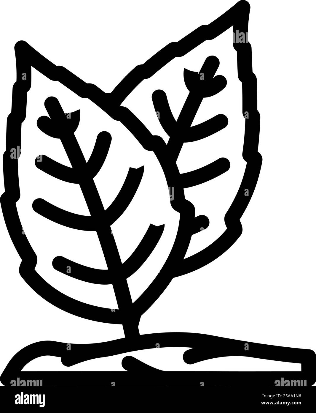 holy basil ayurvedic herb line icon vector. holy basil ayurvedic herb ...