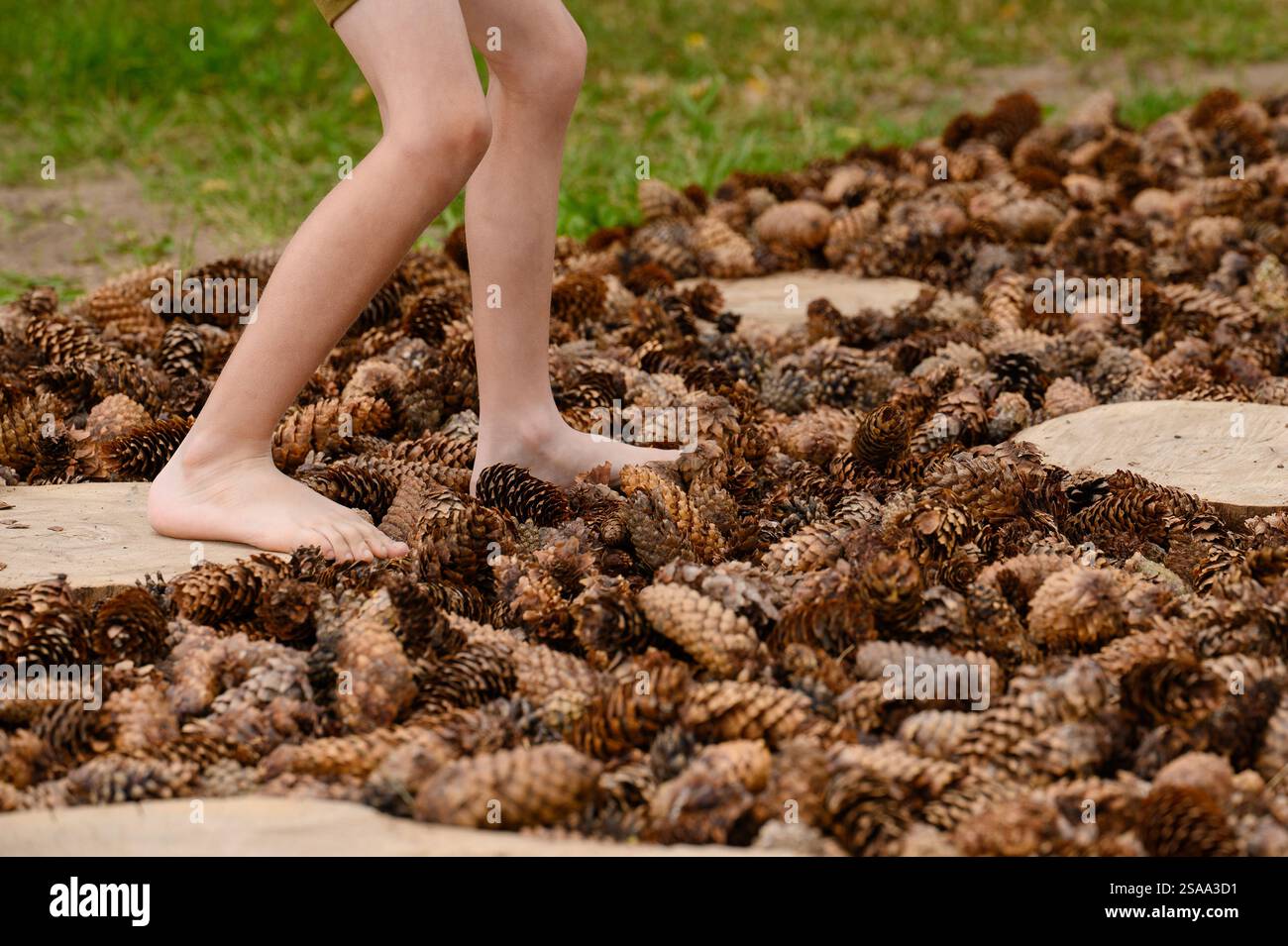 Child walks barefoot on pine cones, feeling prickly texture under his ...