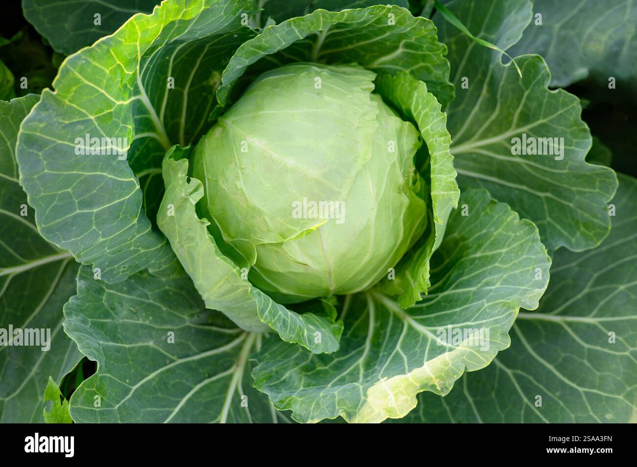 Sitemapcdatahttpsomobeldreferenzcomdoes Cabbage Need To Be Organic