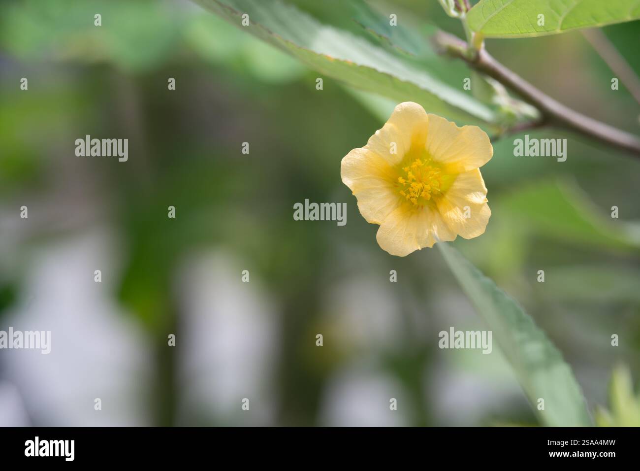 Sida acuta, the common wireweed, is a plant in the mallow family ...