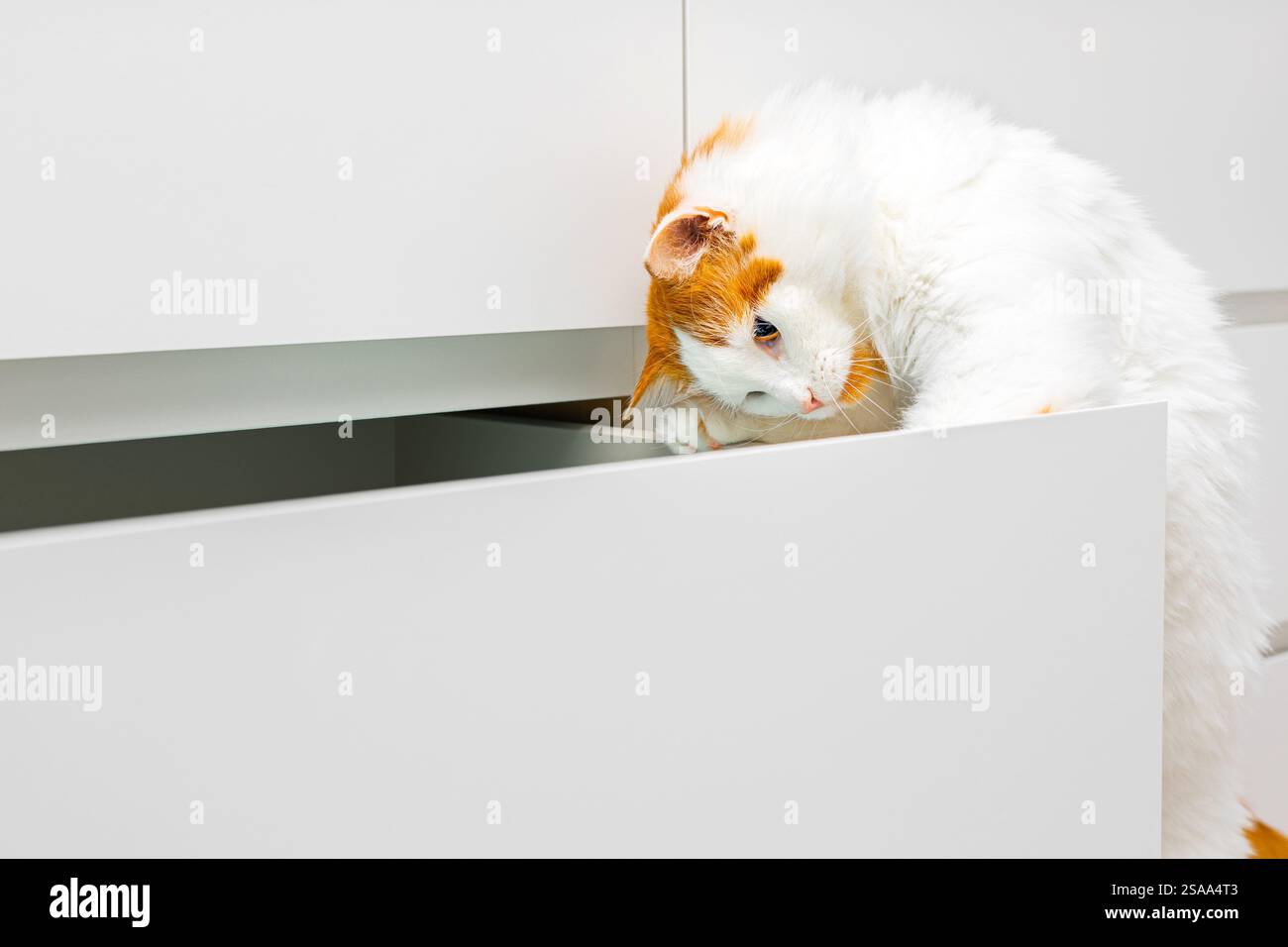 white domestic cat climbs into a cabinet drawer. the cat takes ...