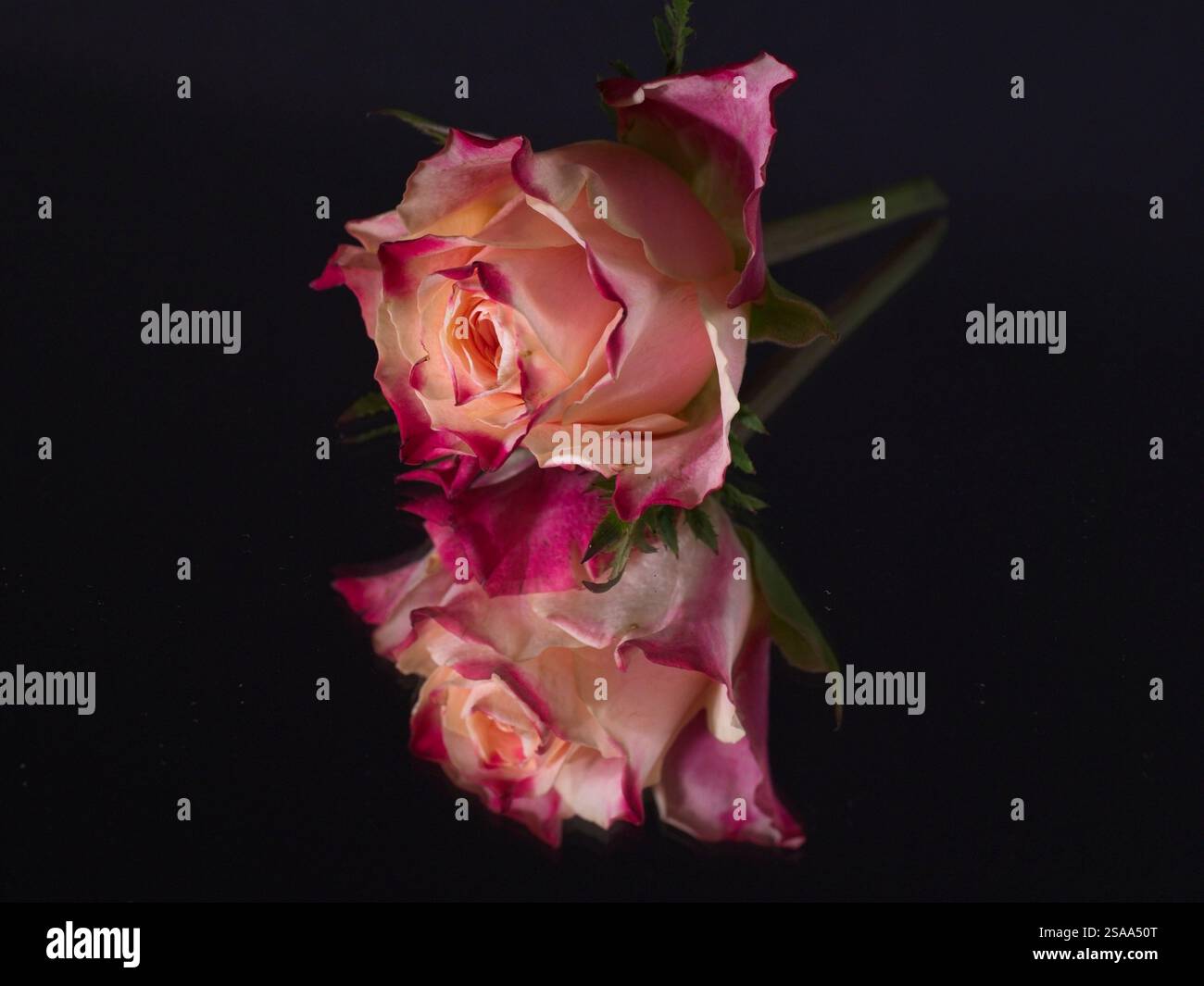 Roses mirror reflection Stock Photo - Alamy