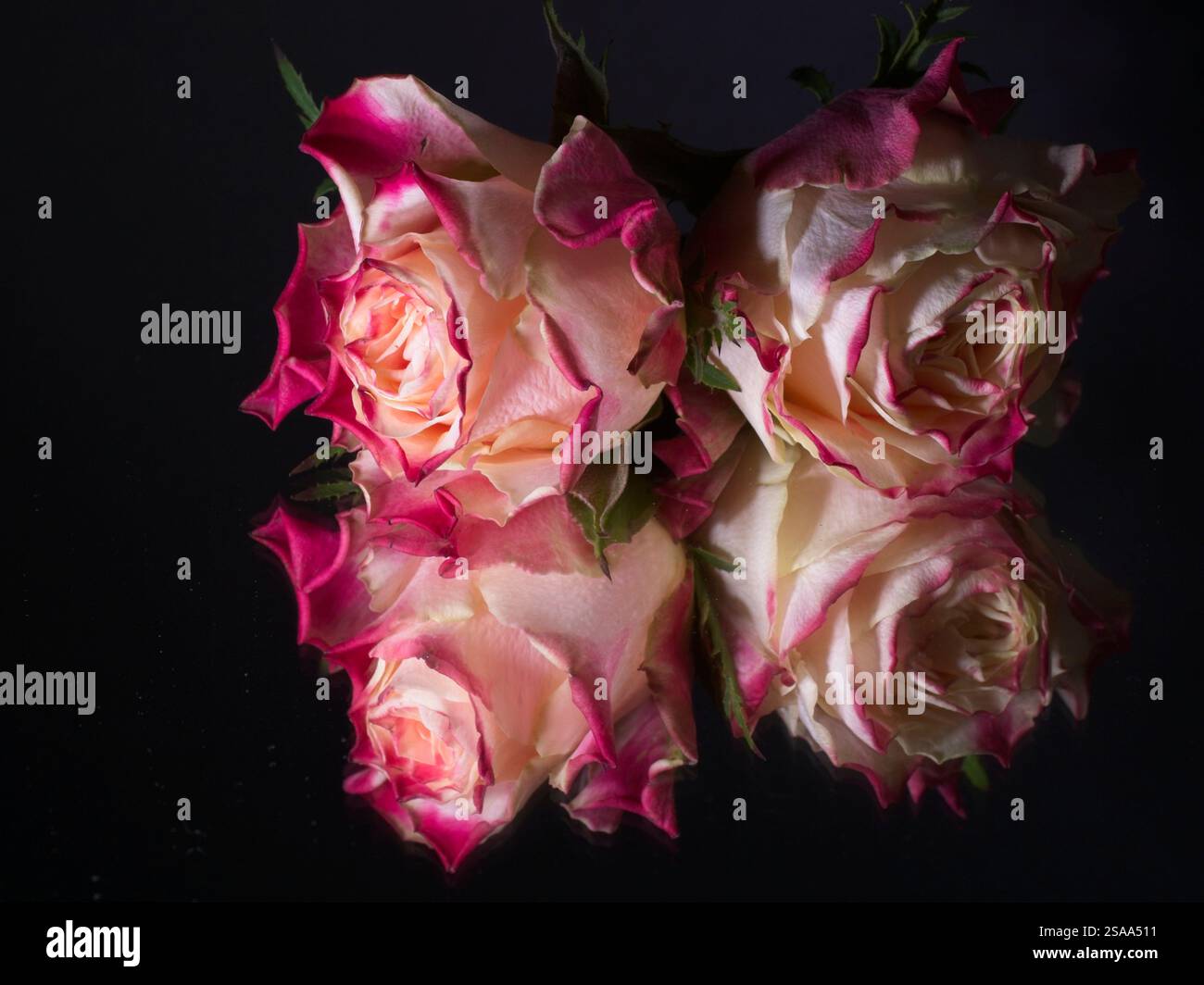 Roses mirror reflection Stock Photo - Alamy