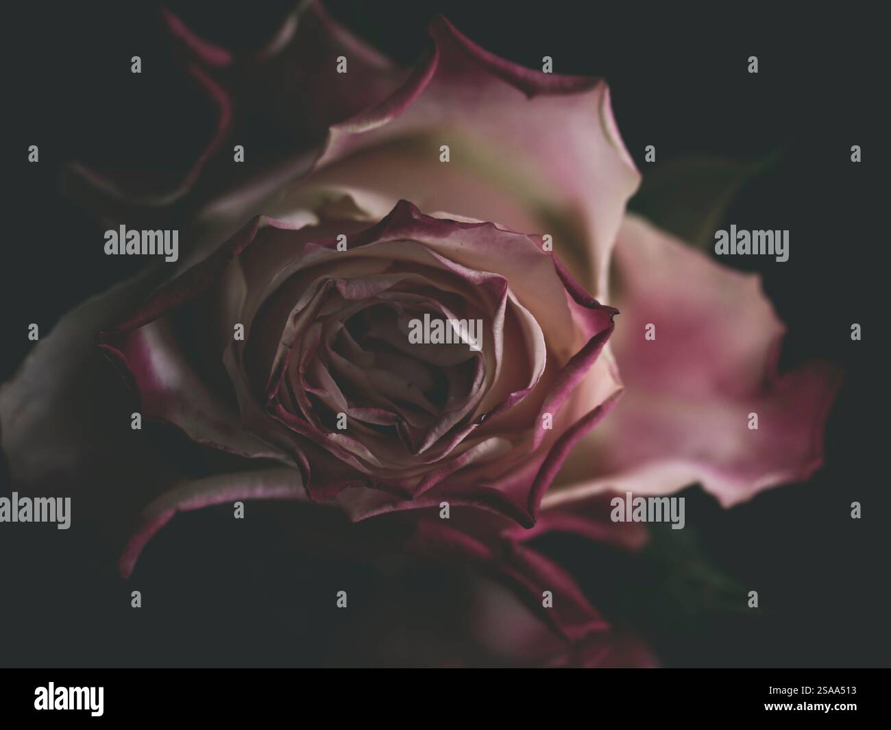 Roses mirror reflection Stock Photo - Alamy