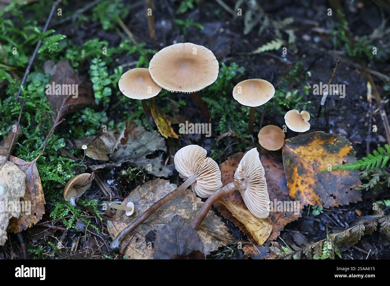 Nyharuosteheltta hi-res stock photography and images - Alamy