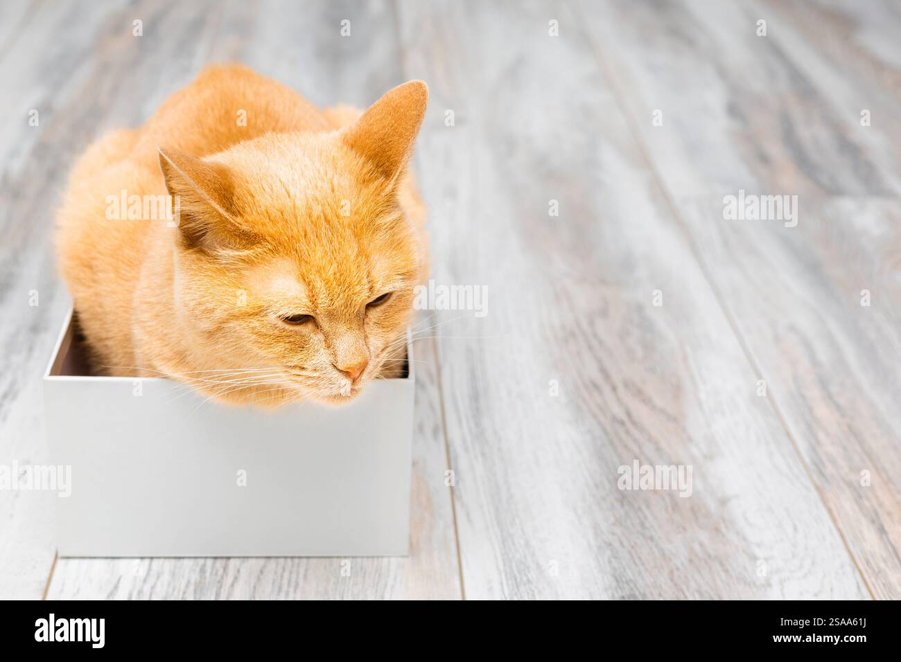 cute ginger cat sits in a cardboard box. big cat in a small box. the ...