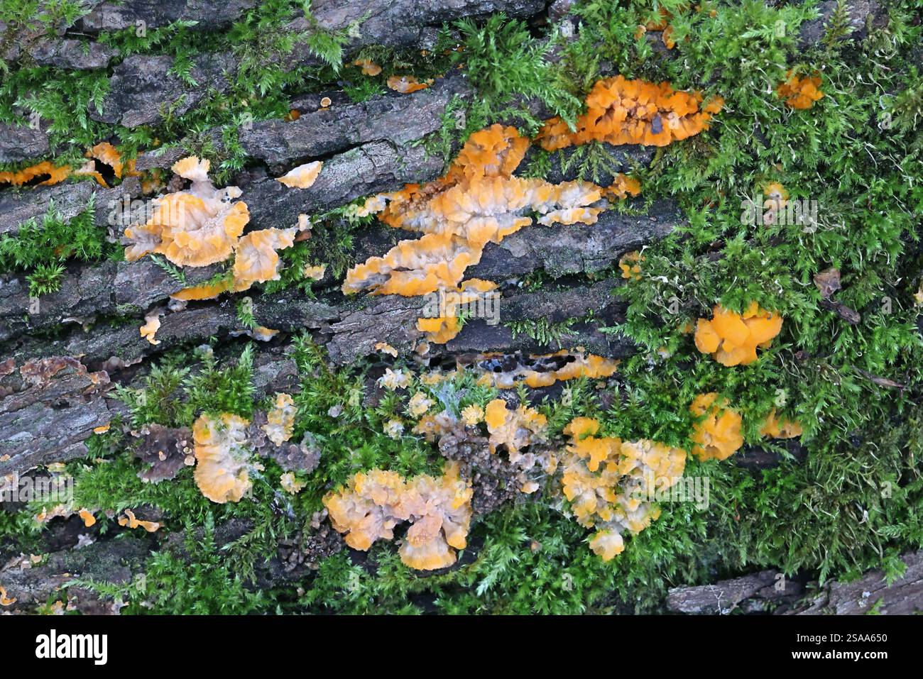 Phlebia radiata, commonly known as the wrinkled crust fungus, wild ...
