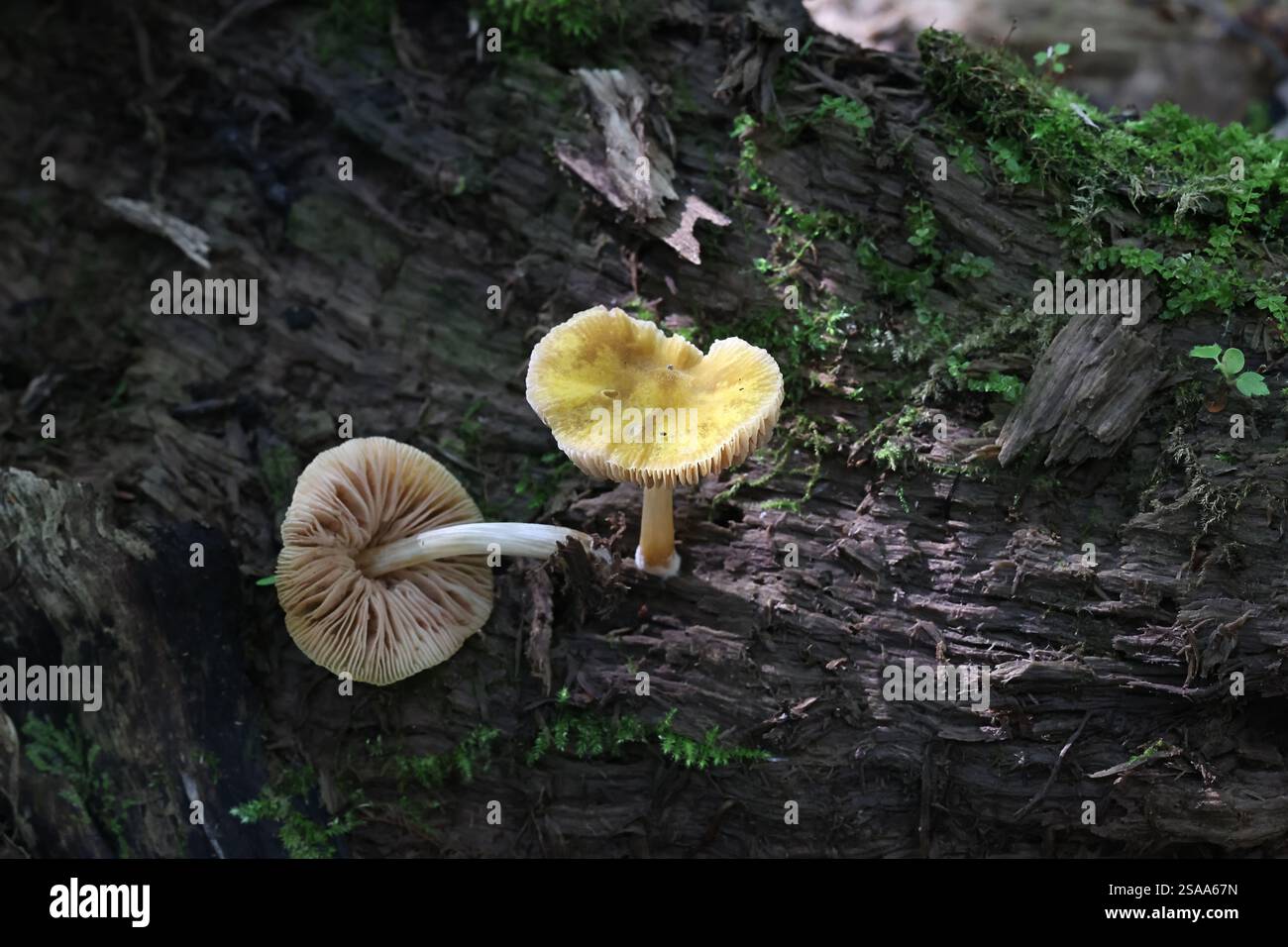 Pluteus leoninus, known as the lion shield, wild mushroom from Finland ...