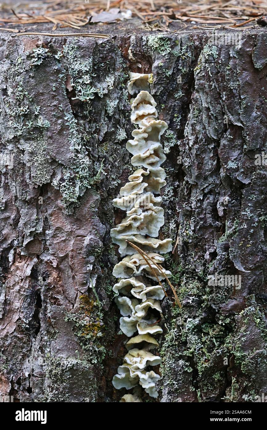 Skeletocutis amorpha, commonly known as rusty crust fungus, wild ...