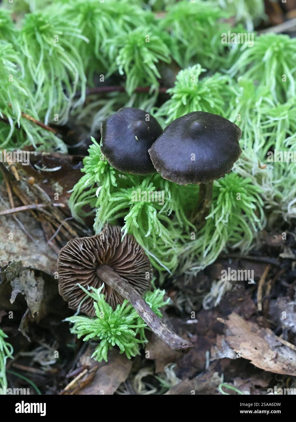 Cortinarius glandicolor, also called Cortinarius brunneus var ...