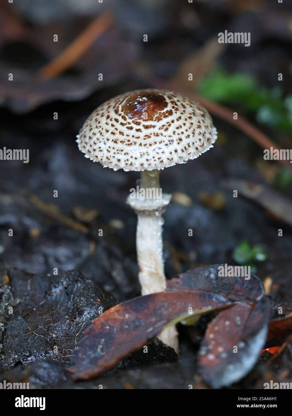 Lepiota felina, commonly known as Cat Dapperling, wild fungus from ...