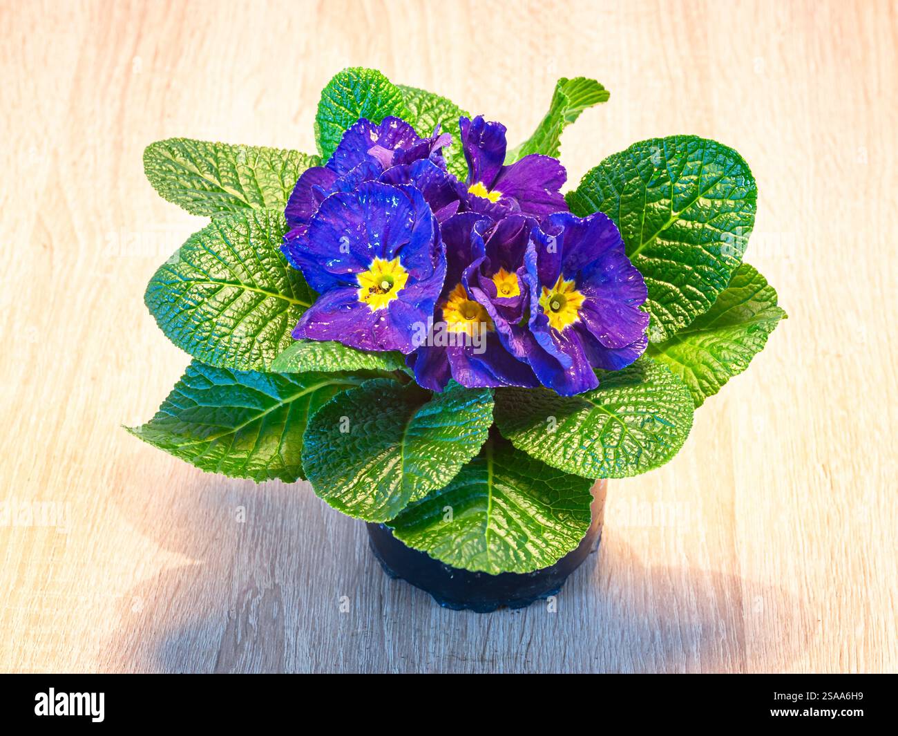 Decorative Primrose (Primula vulgaris) with violet blue flowers in a ...