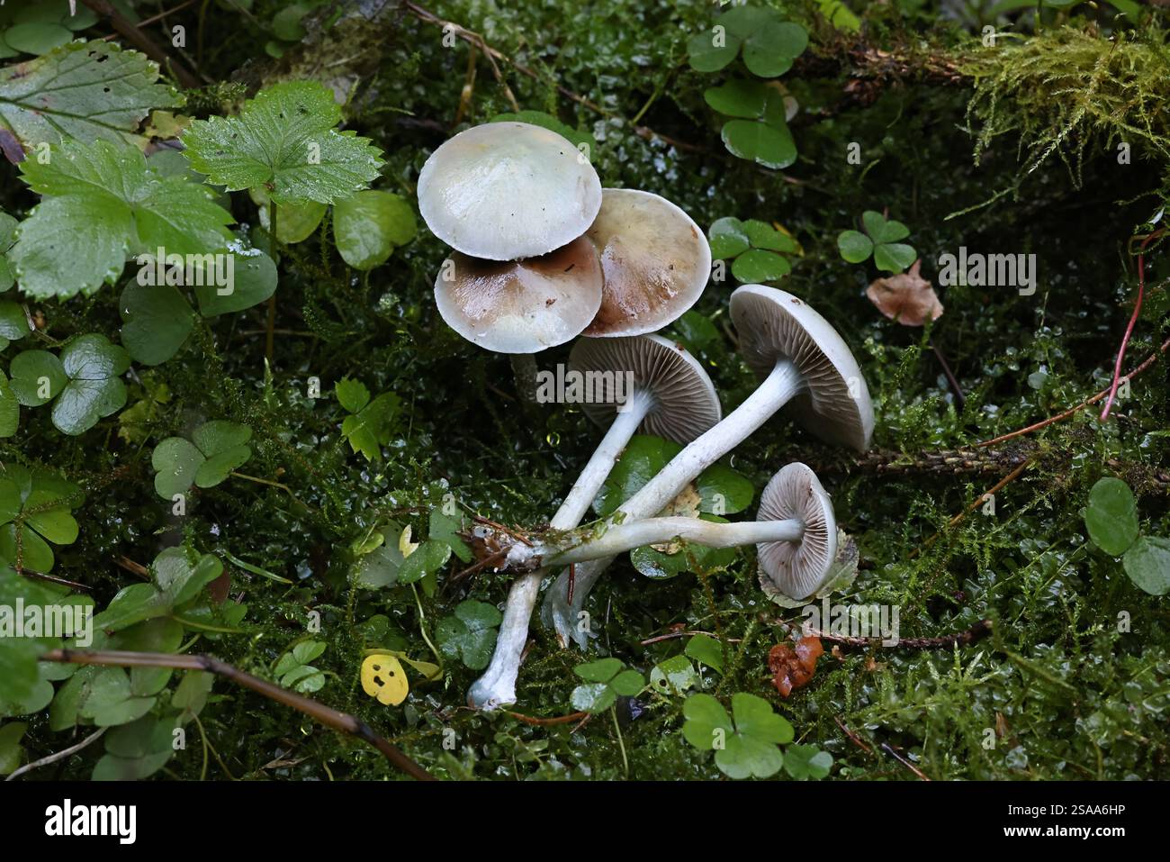Stropharia caerulea, commonly known as blue roundhead or blue-green ...