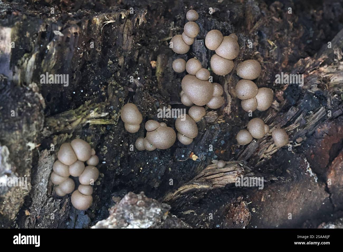 Lycogala epidendrum, commonly known as wolf's milk, groening's slime ...