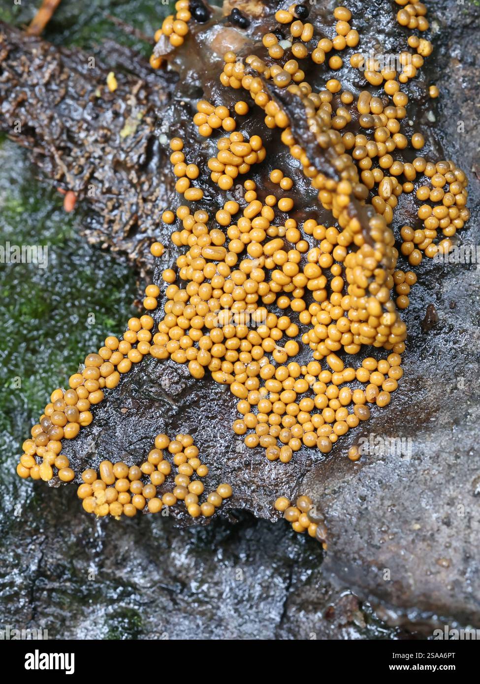 Trichia varia, slime mold from Finland, no common English name Stock ...