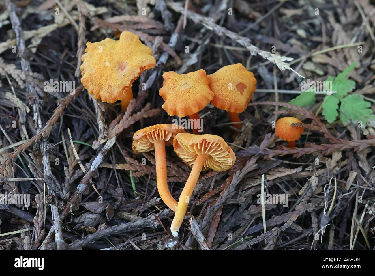 Hygrocybe miniata, also called Hygrophorus miniatus, commonly known as ...