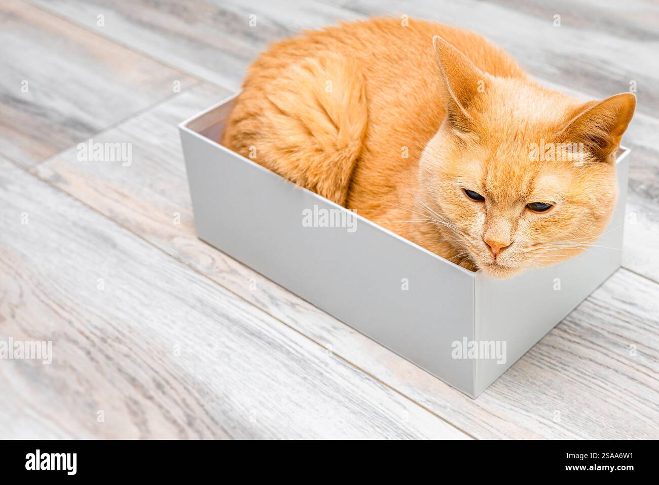 cute ginger cat sits in a cardboard box. big cat in a small box. the ...