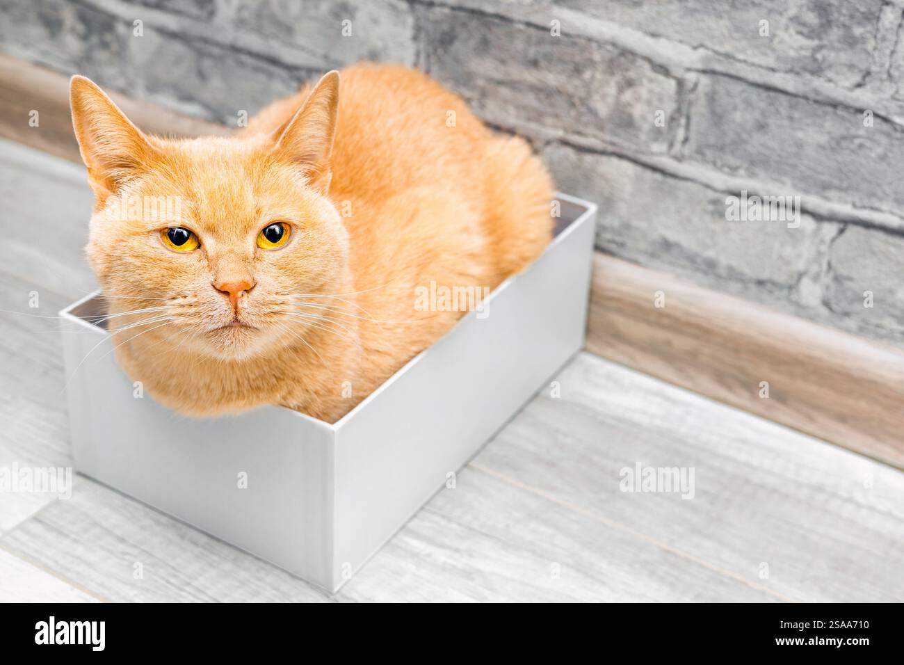 cute ginger cat sits in a cardboard box. big cat in a small box. cats ...