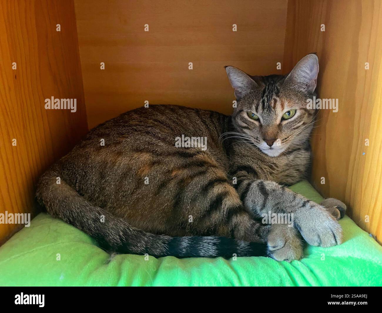 Gato en caja hi-res stock photography and images - Alamy