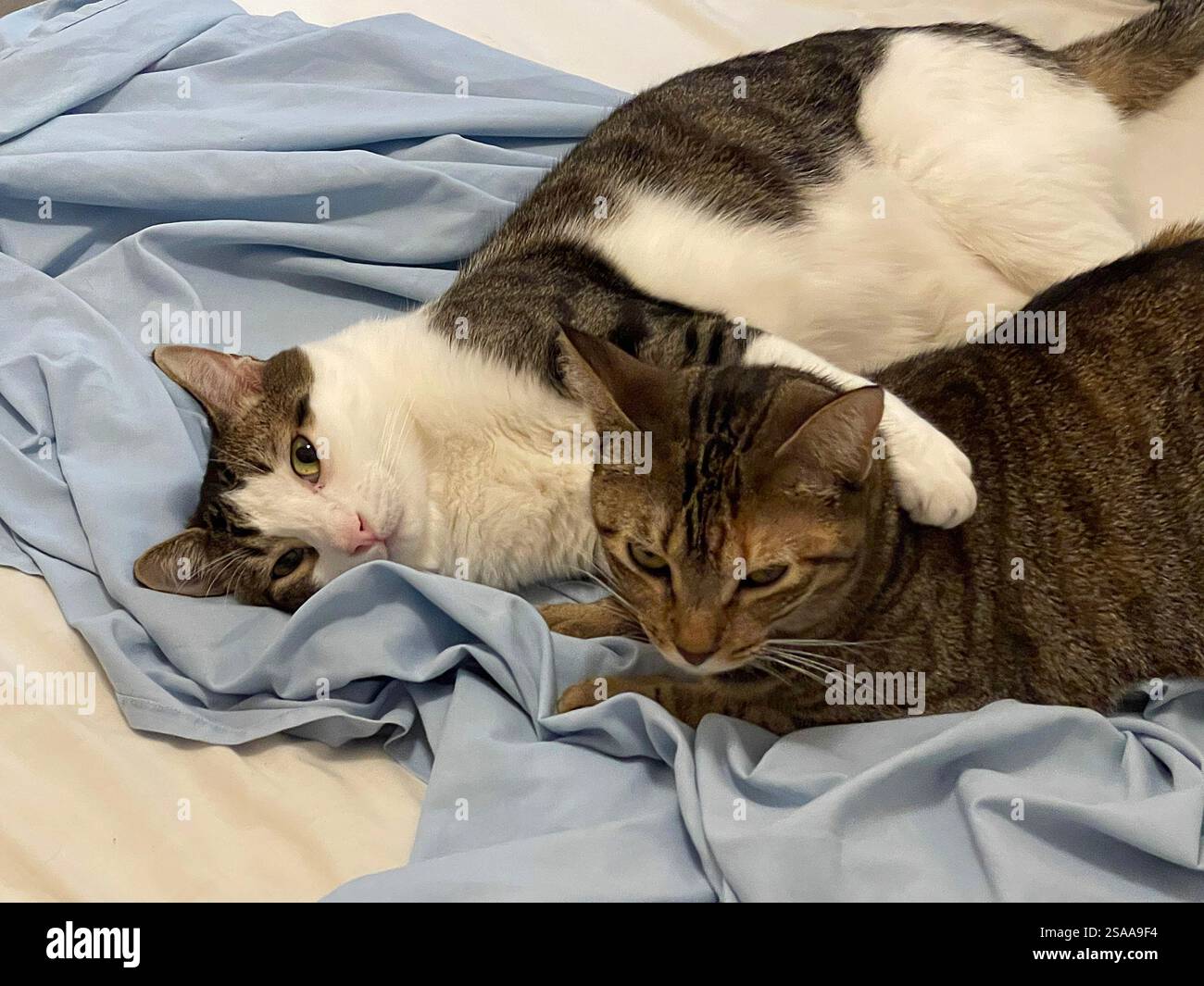 Two cats lying Stock Photo - Alamy