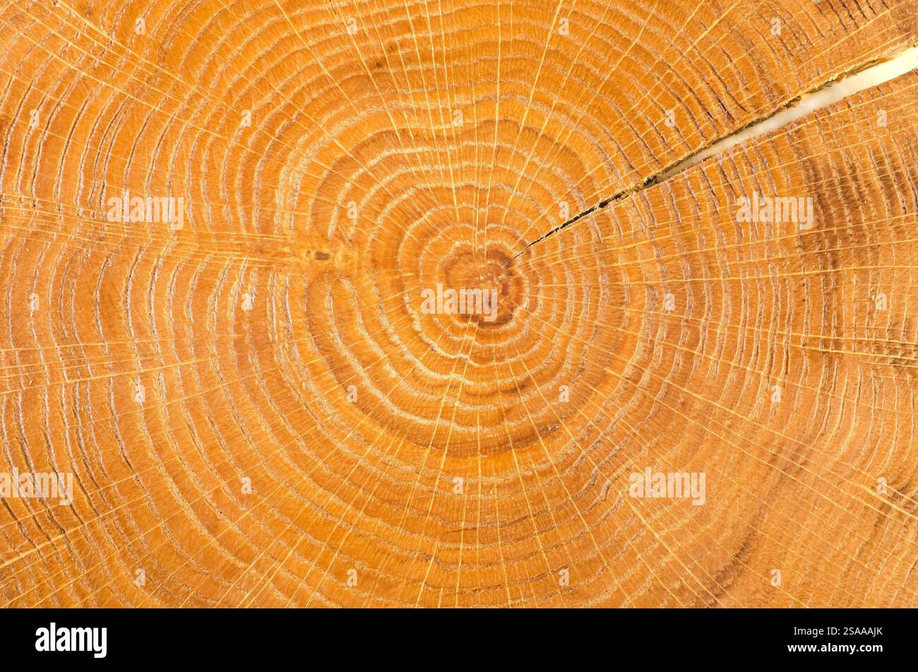 Close-up of a cross-section of an oak tree trunk with natural cracks ...