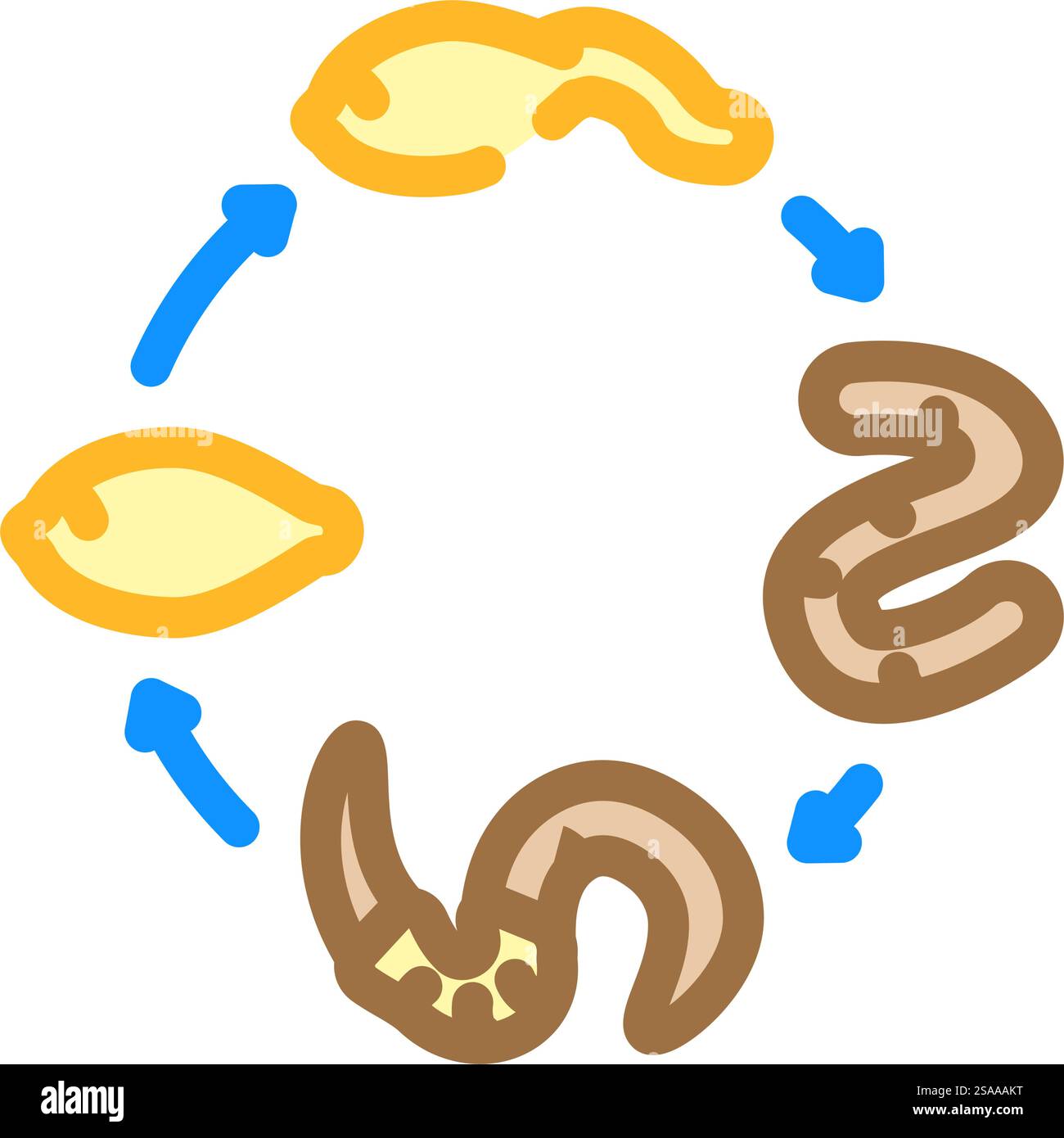 worm lifecycle parasite color icon vector. worm lifecycle parasite sign ...