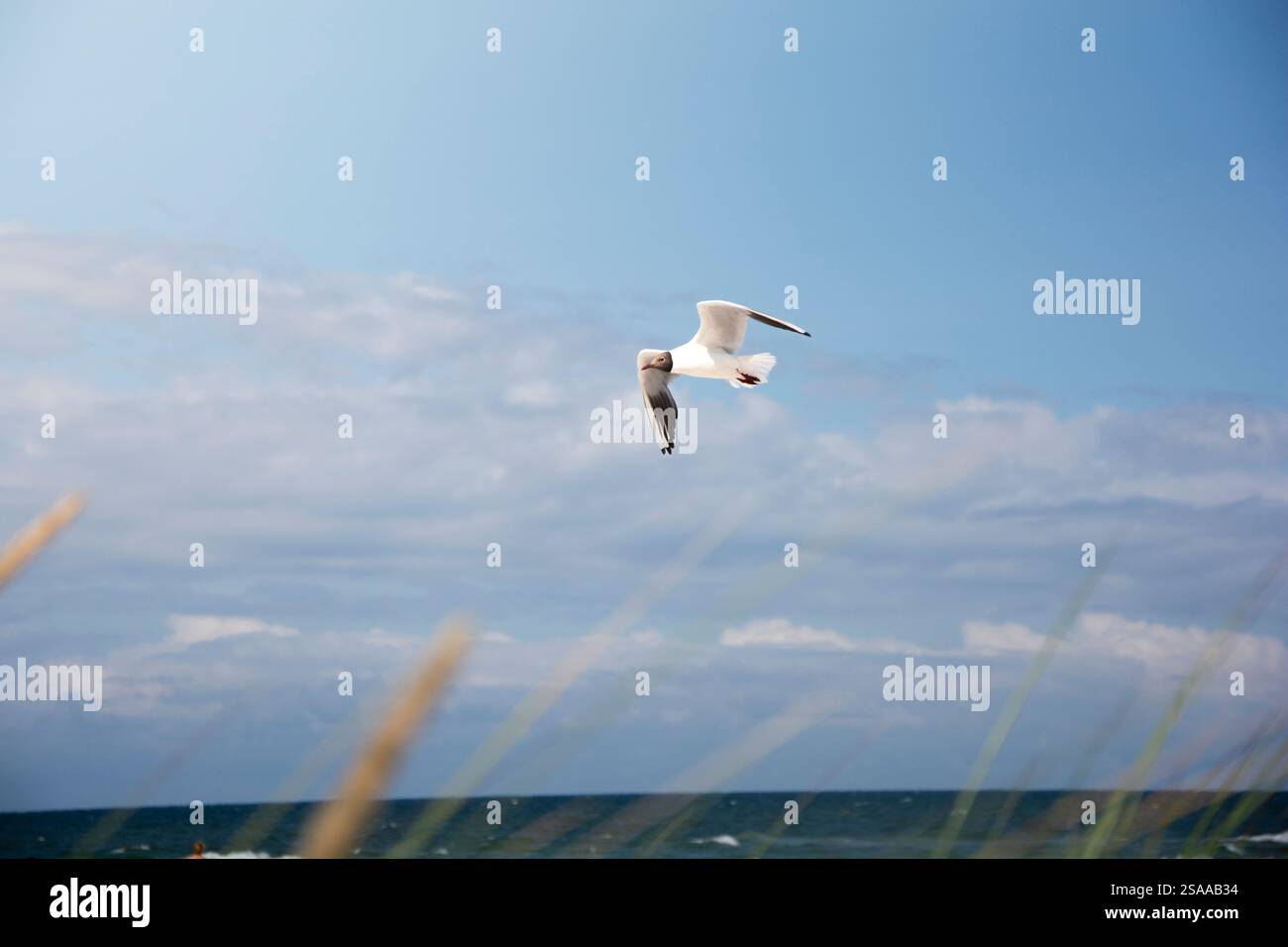 White seagull flying through hi-res stock photography and images - Alamy