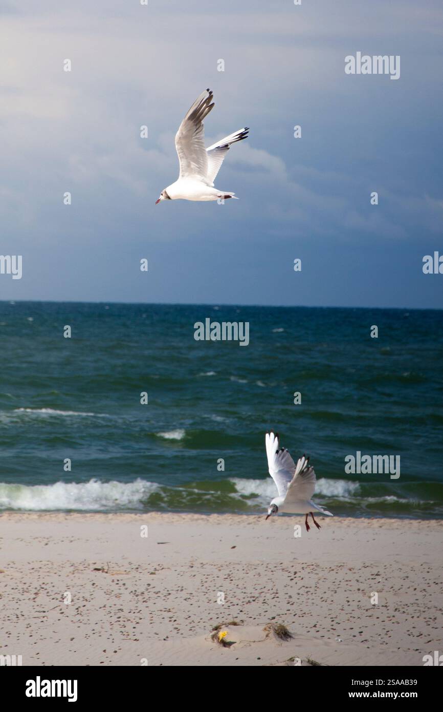 Byd seagul hi-res stock photography and images - Alamy