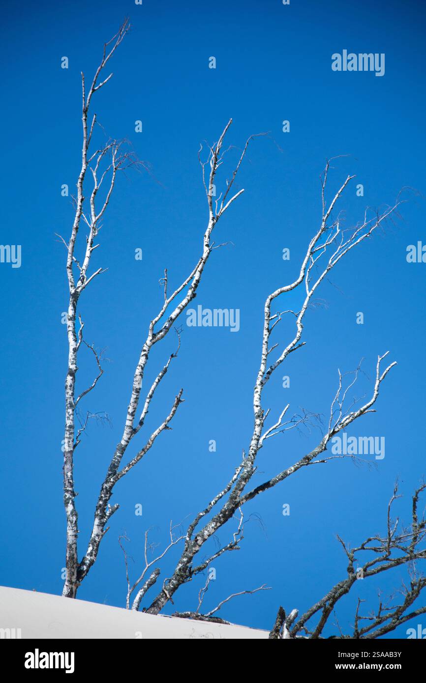 Dried tree remnants hi-res stock photography and images - Alamy