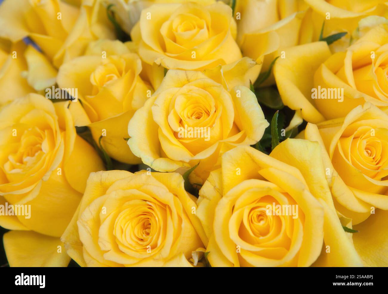 Pale golden yellow flowers hi-res stock photography and images - Alamy