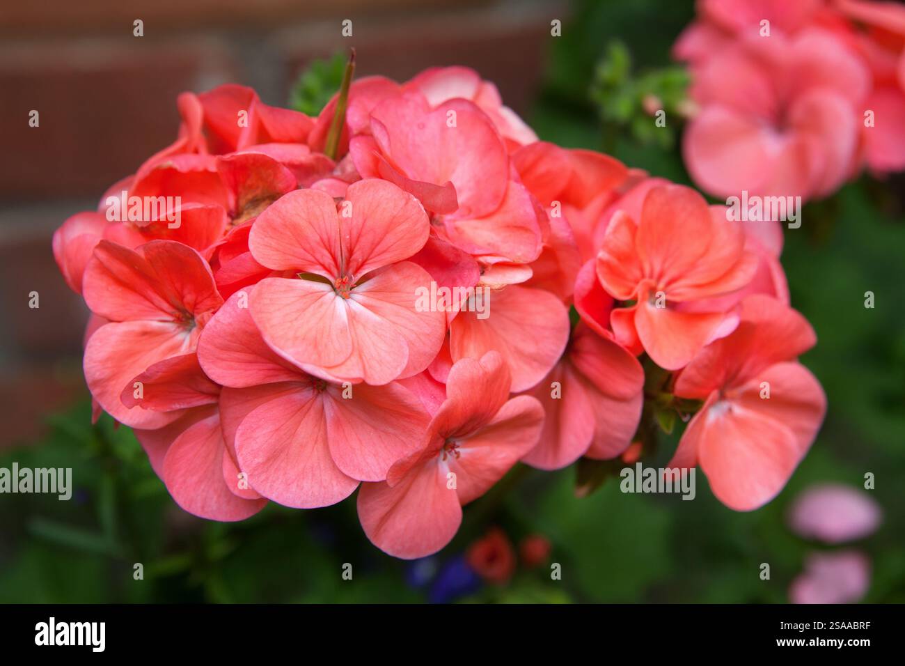 Pink flowers petals garden gardening hi-res stock photography and ...