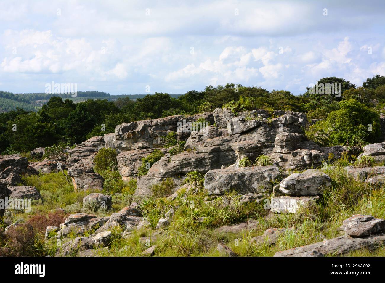 Ancient moss covering rocks with allow plants showing up Kaapsehoop ...