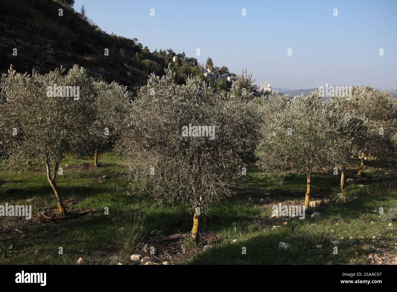 Orchard of Olive Trees, Olive Tree also called Olea Europaea, tree or ...