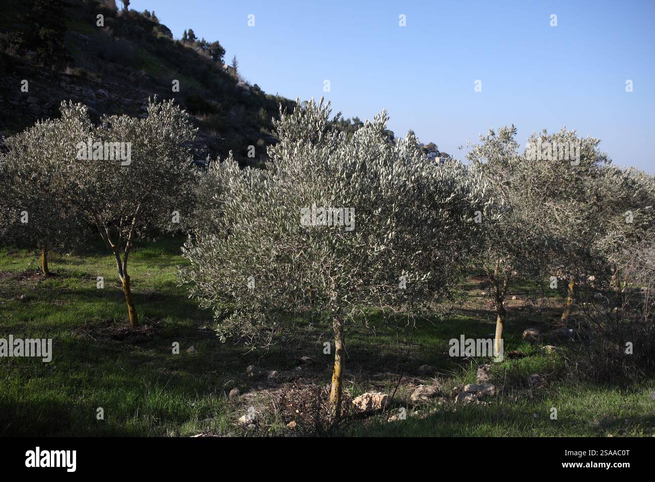 Orchard of Olive Trees, Olive Tree also called Olea Europaea, tree or ...