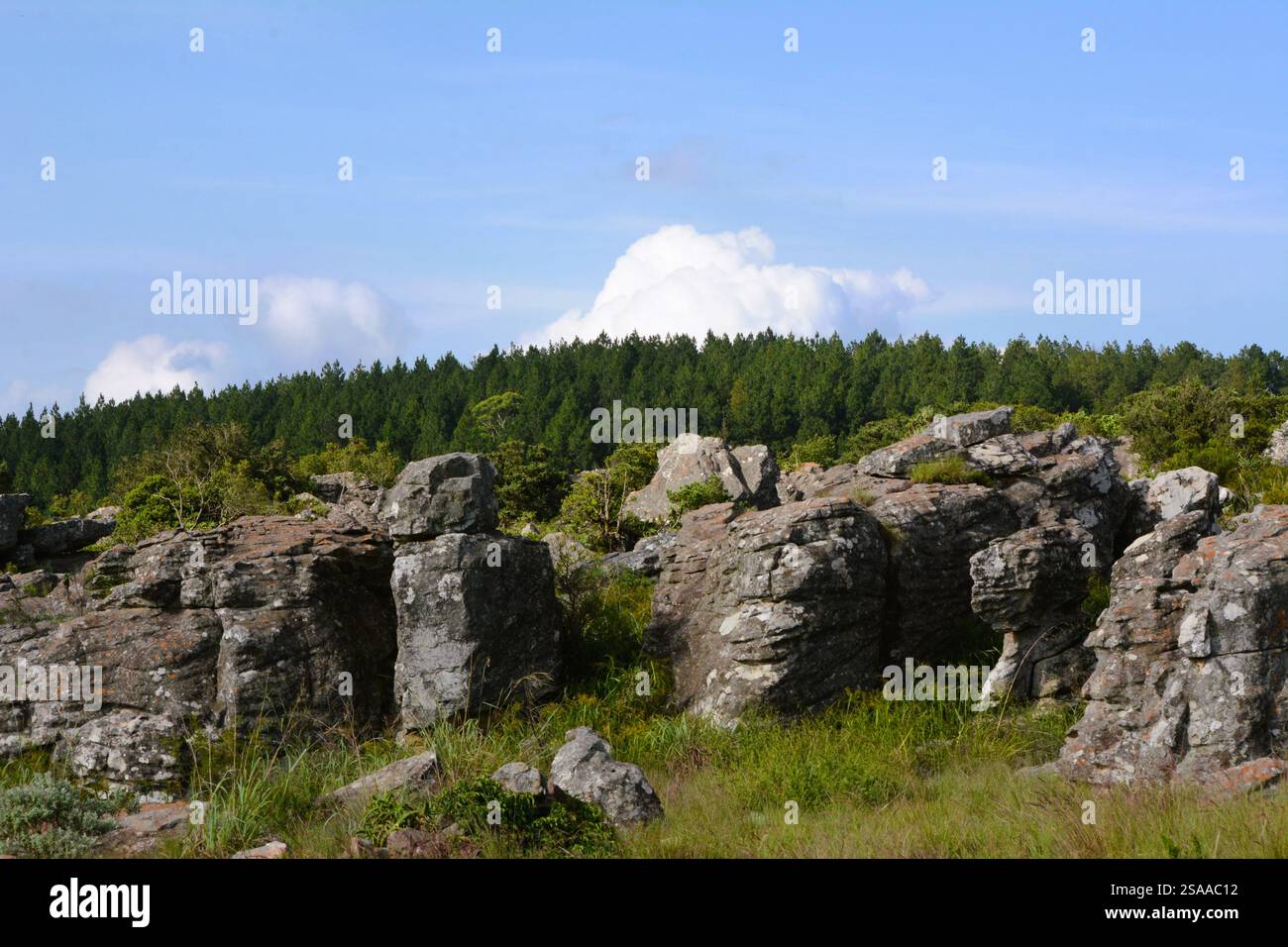 Ancient moss covering rocks with allow plants showing up Kaapsehoop ...