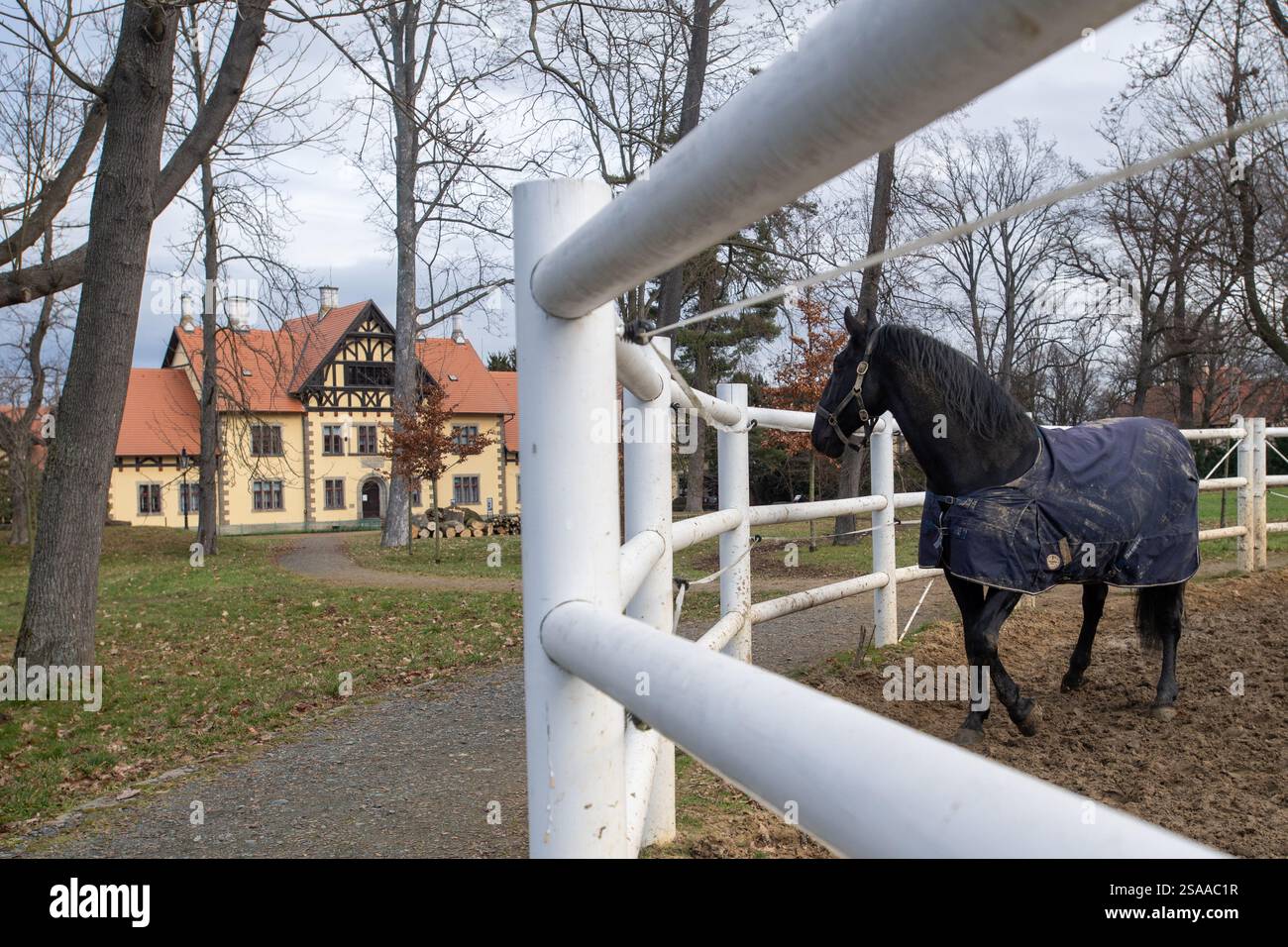 Breeding of Black Kladruber Horses in Slatinany stud, a part of the ...