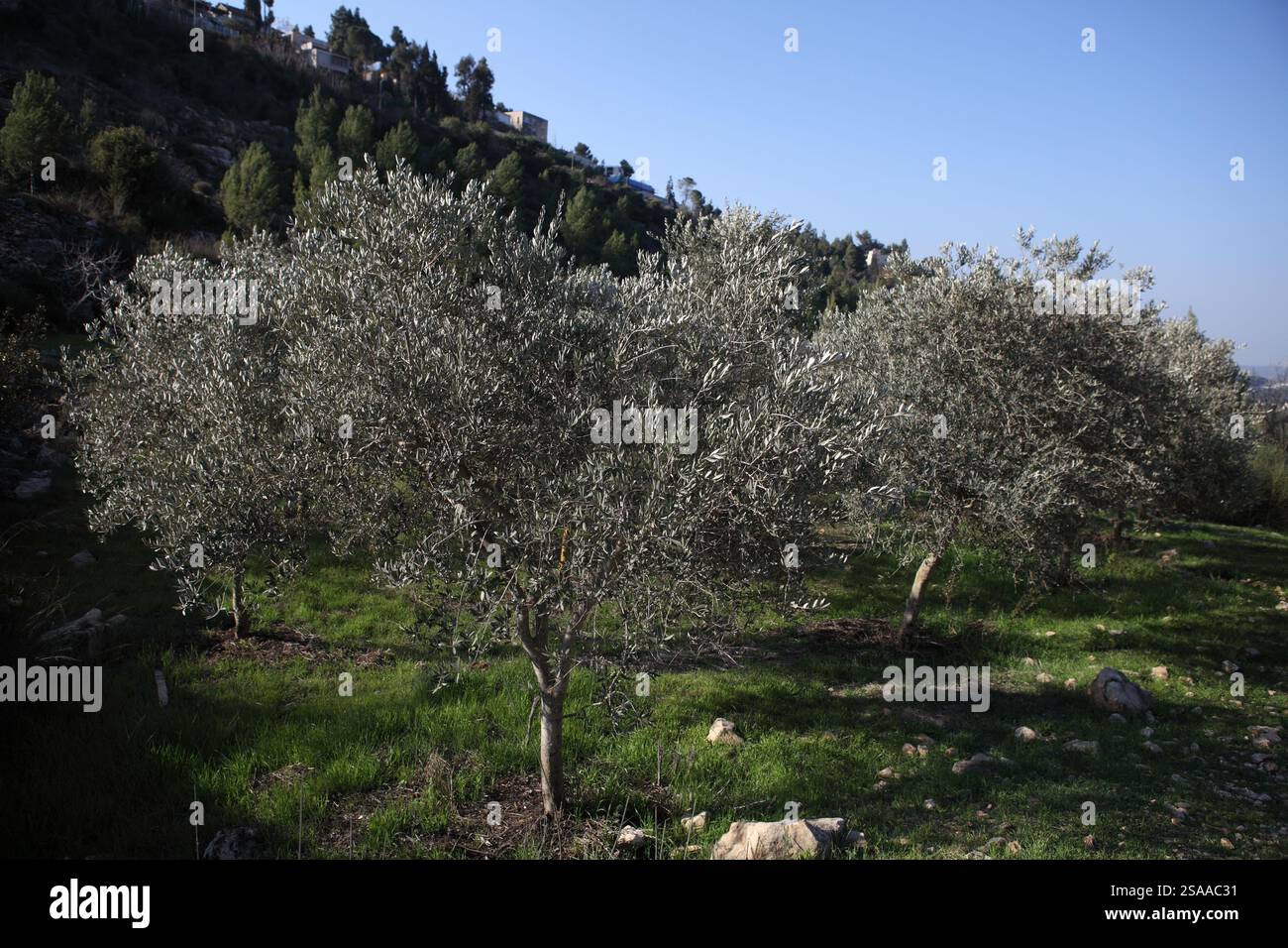 Orchard of Olive Trees, Olive Tree also called Olea Europaea, tree or ...